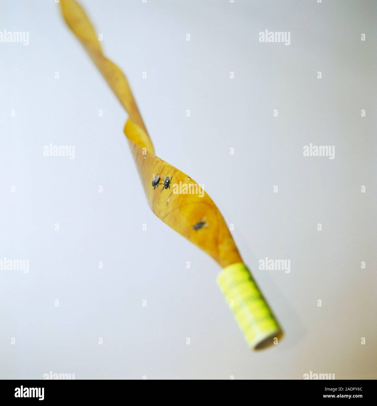 Flypaper with flies stuck to it. Coiled flypaper normally hangs from ...