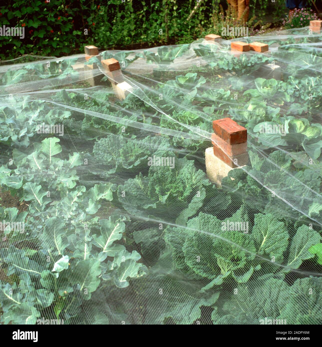Pest protection. Vegetables covered with netting to protect them from ...