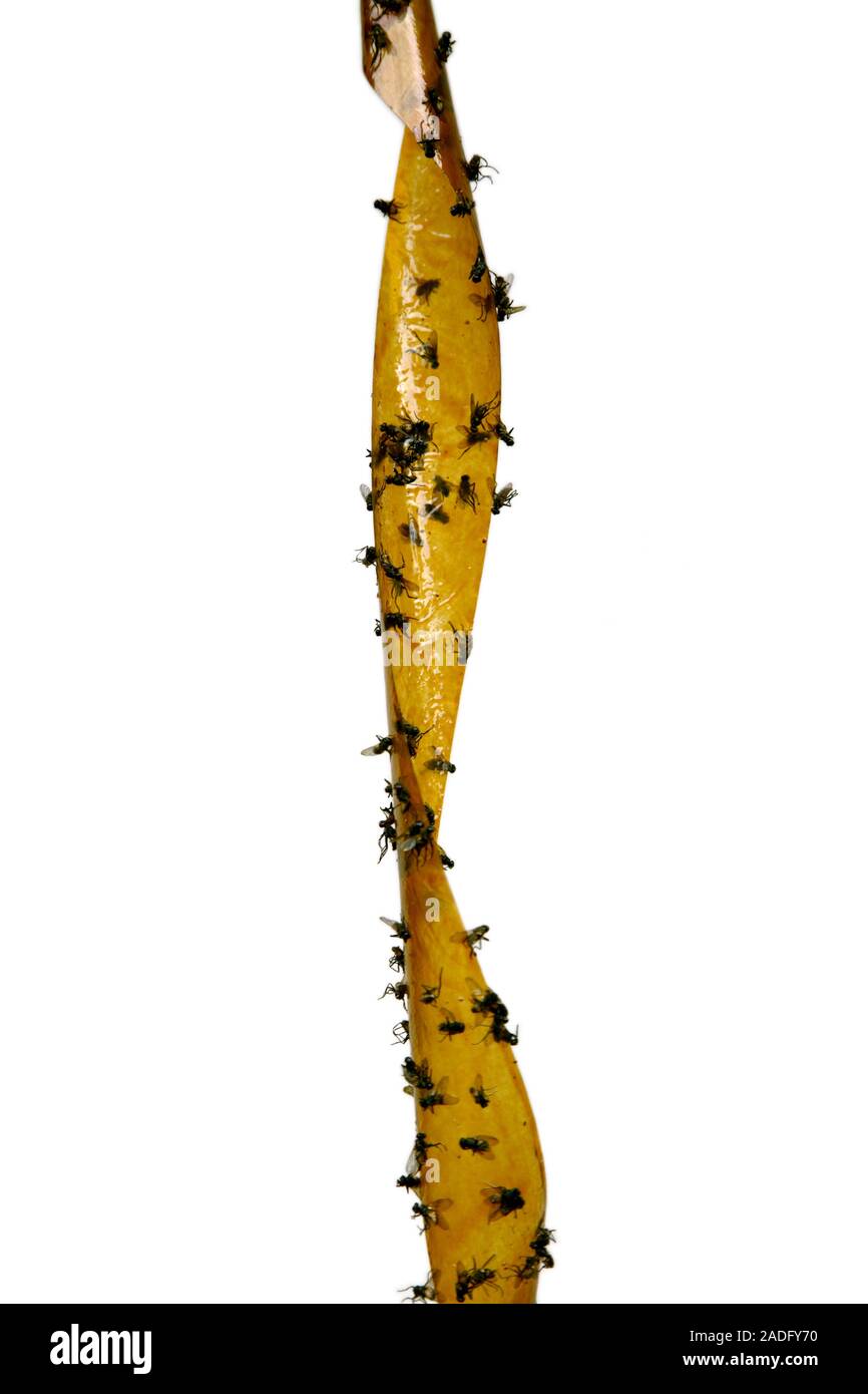 Flies caught on flypaper Stock Photo - Alamy
