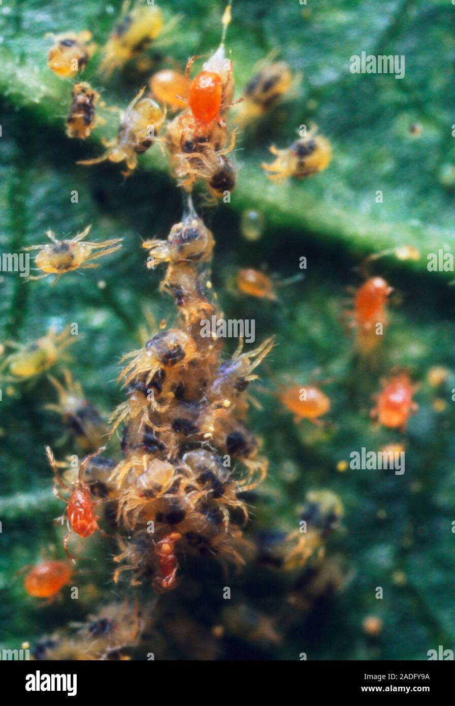 Biological pest control: orange predatory mites (Phytoseiuluspersimilis ...