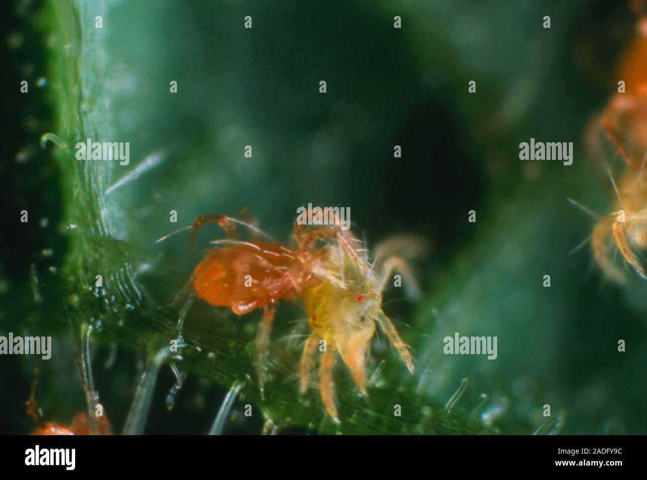 Biological pest control: orange predatory mite (Phytoseiuluspersimilis ...