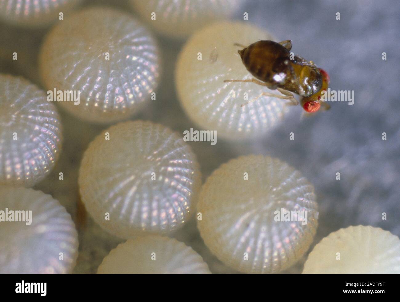 Trichogramma Evanescens