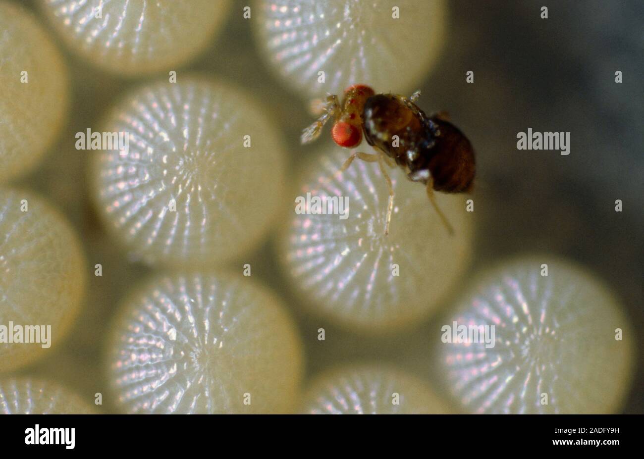 Photograph of Trichogramma evanescens, a tiny female chalcid wasp, laying her eggs in those of ...
