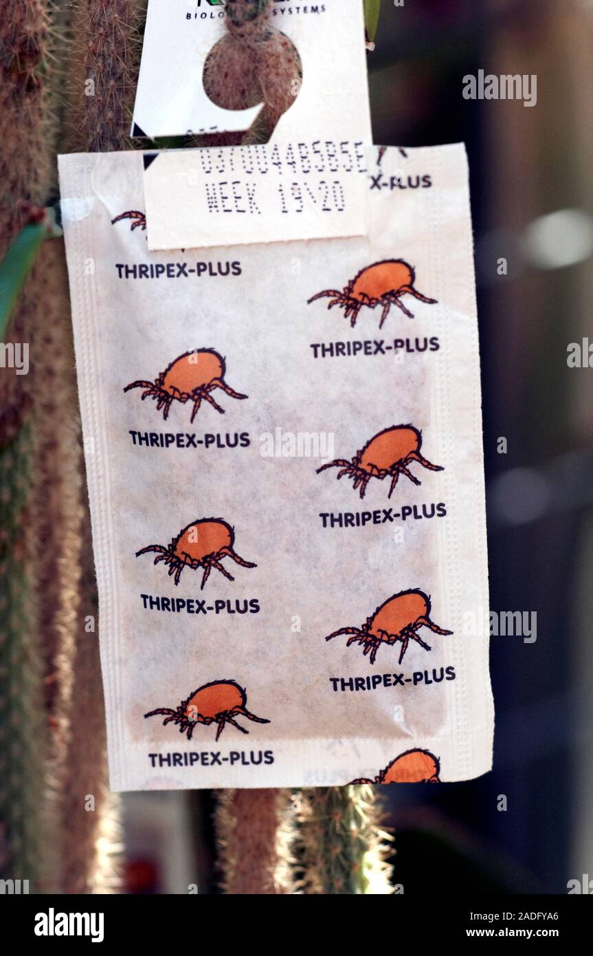 Thrips control. Sachet containing predatory mites (Amblyseius cucumeris ...