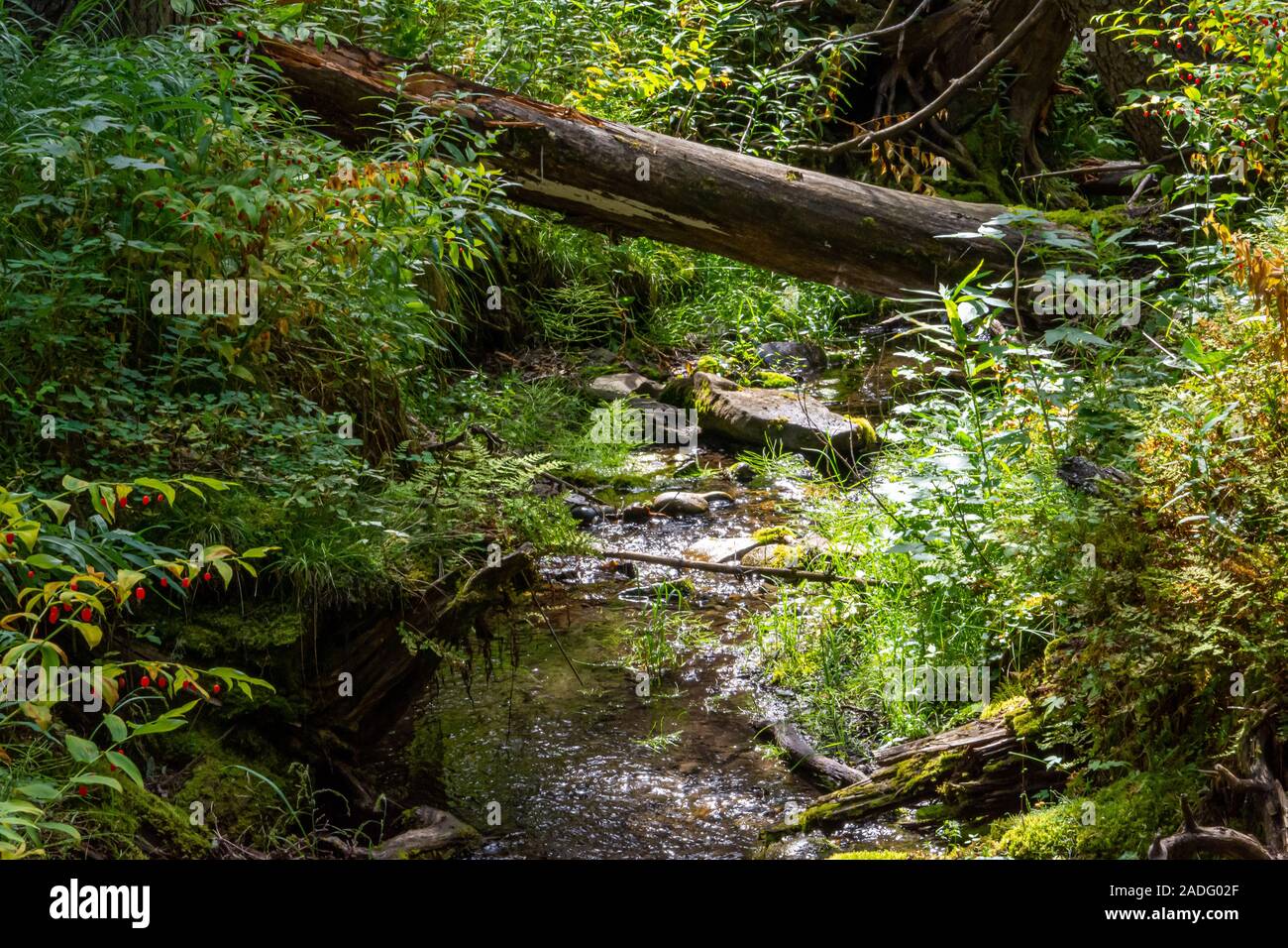 Pretty little mountain stream surrounded by beautiful green foliage ...