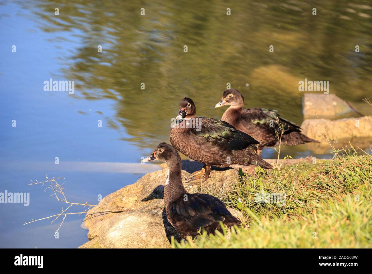 Juvenile Muscovy duck Cairina moschata flock perches next to a pond in ...