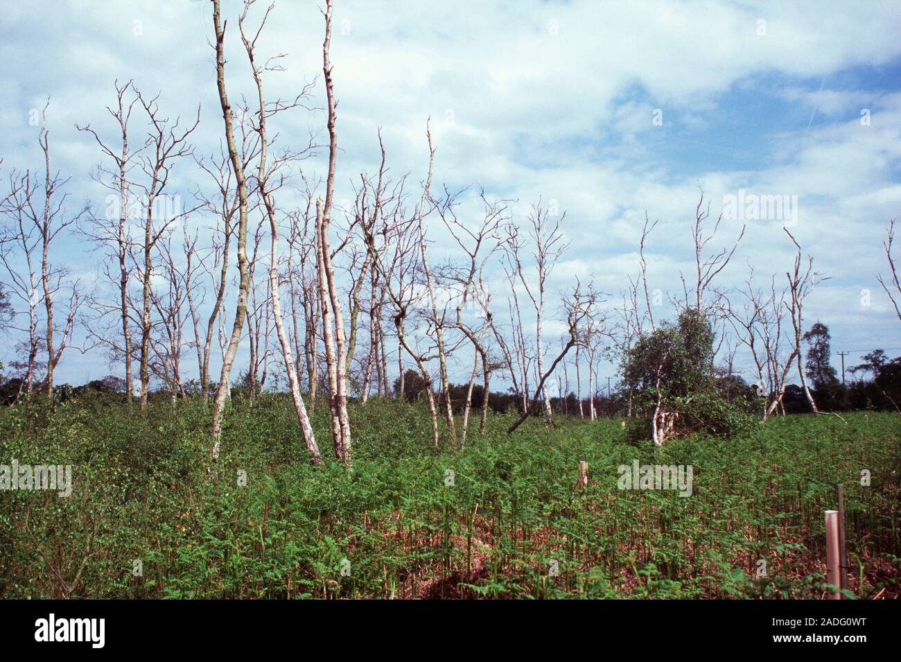 Dead birch trees. Copse of dead, leafless birch (Betula sp.) trees due ...