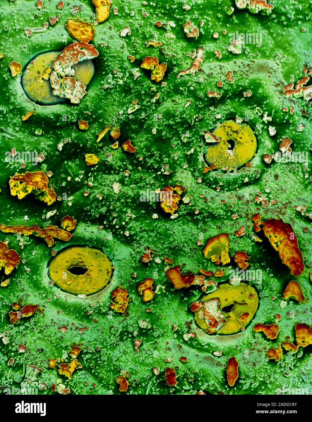 False-colour scanning electron micrograph of the underside of a leaf ...