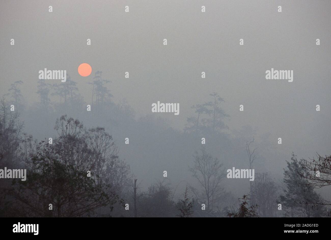 Air pollution. Sun rising over trees covered in a haze of smoke ...