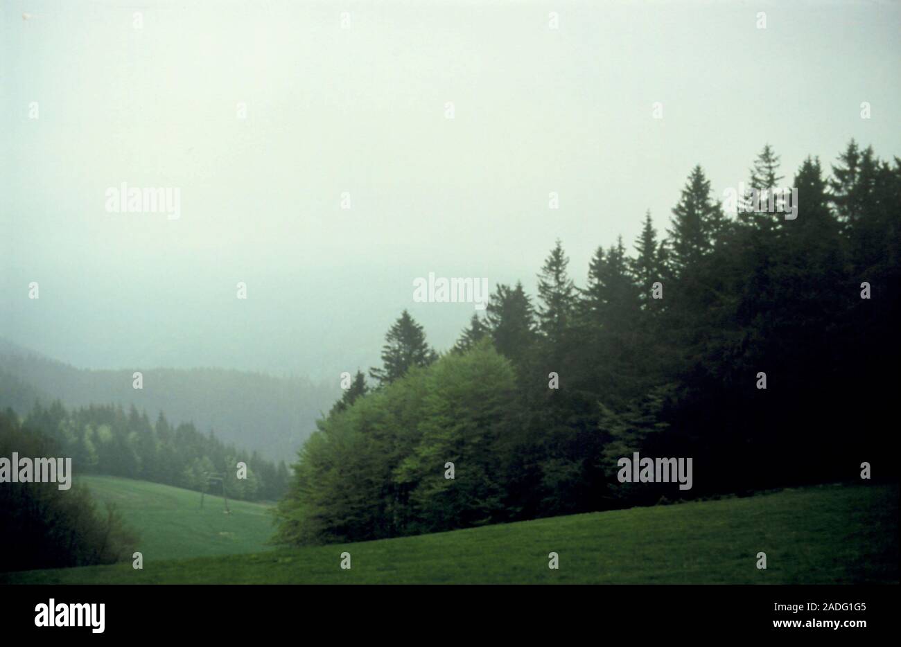 Acid fog settling over the Black Forest, West Germany. Acid fog, as ...