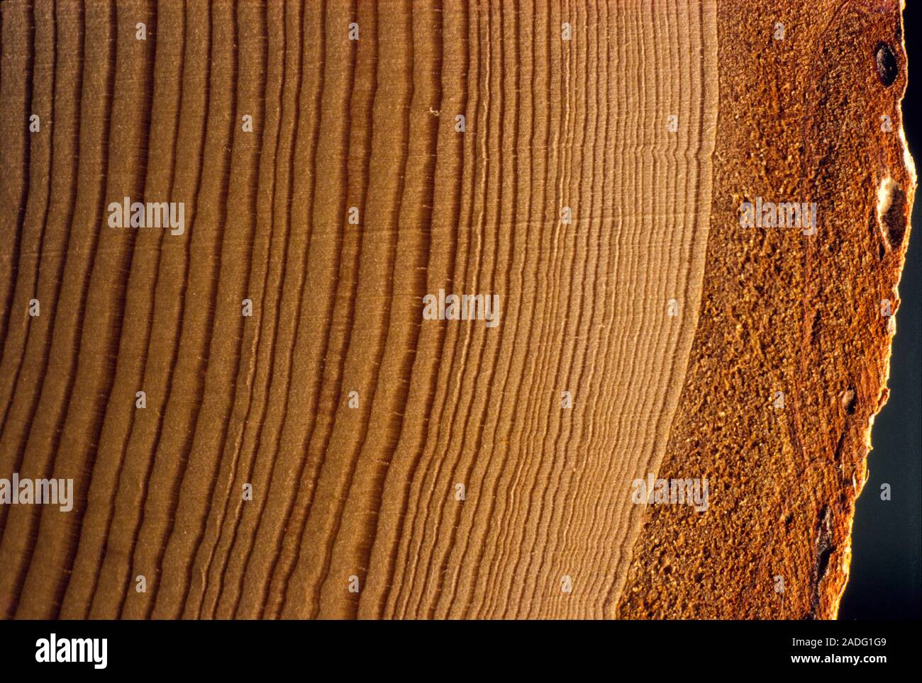 Examination by the Forestry Commission in Freiburg West Germany of ...