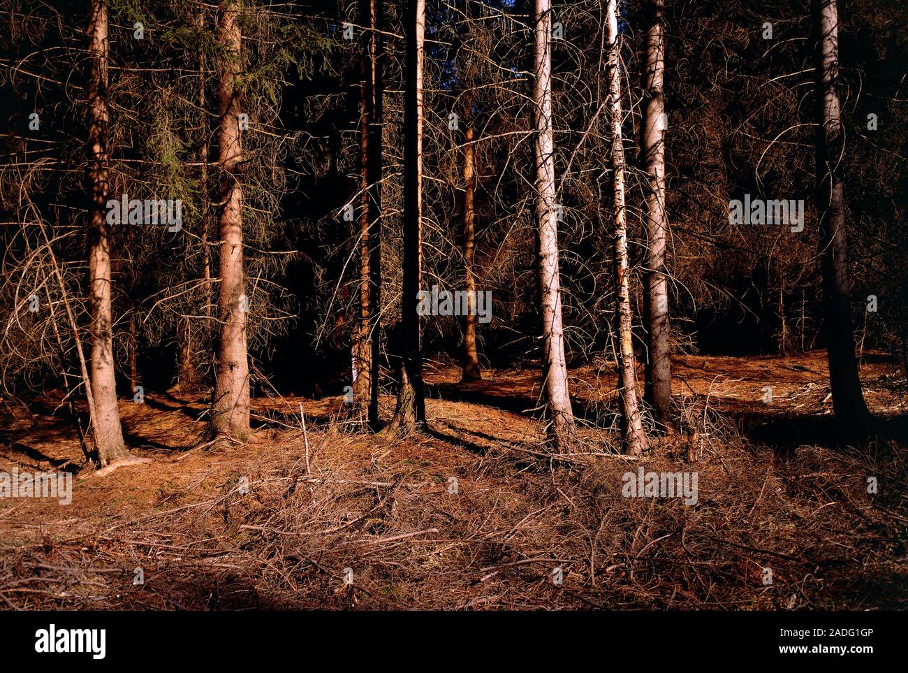 Acid rain: damage to conifer forest near Fern Pass, Austria. The damage ...