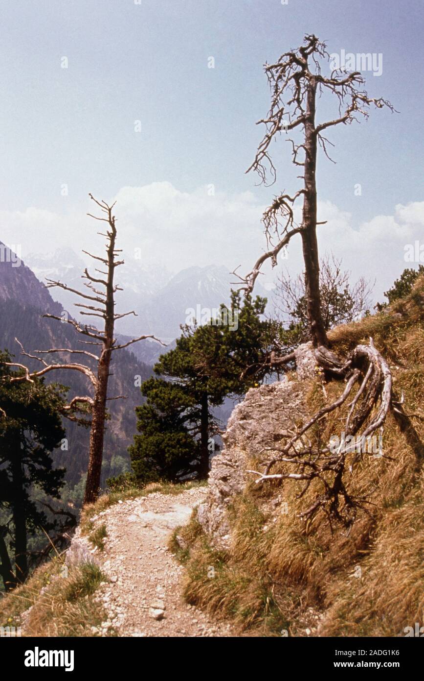 Acid rain damage. View of conifer trees in Bavaria, killed by acid rain ...