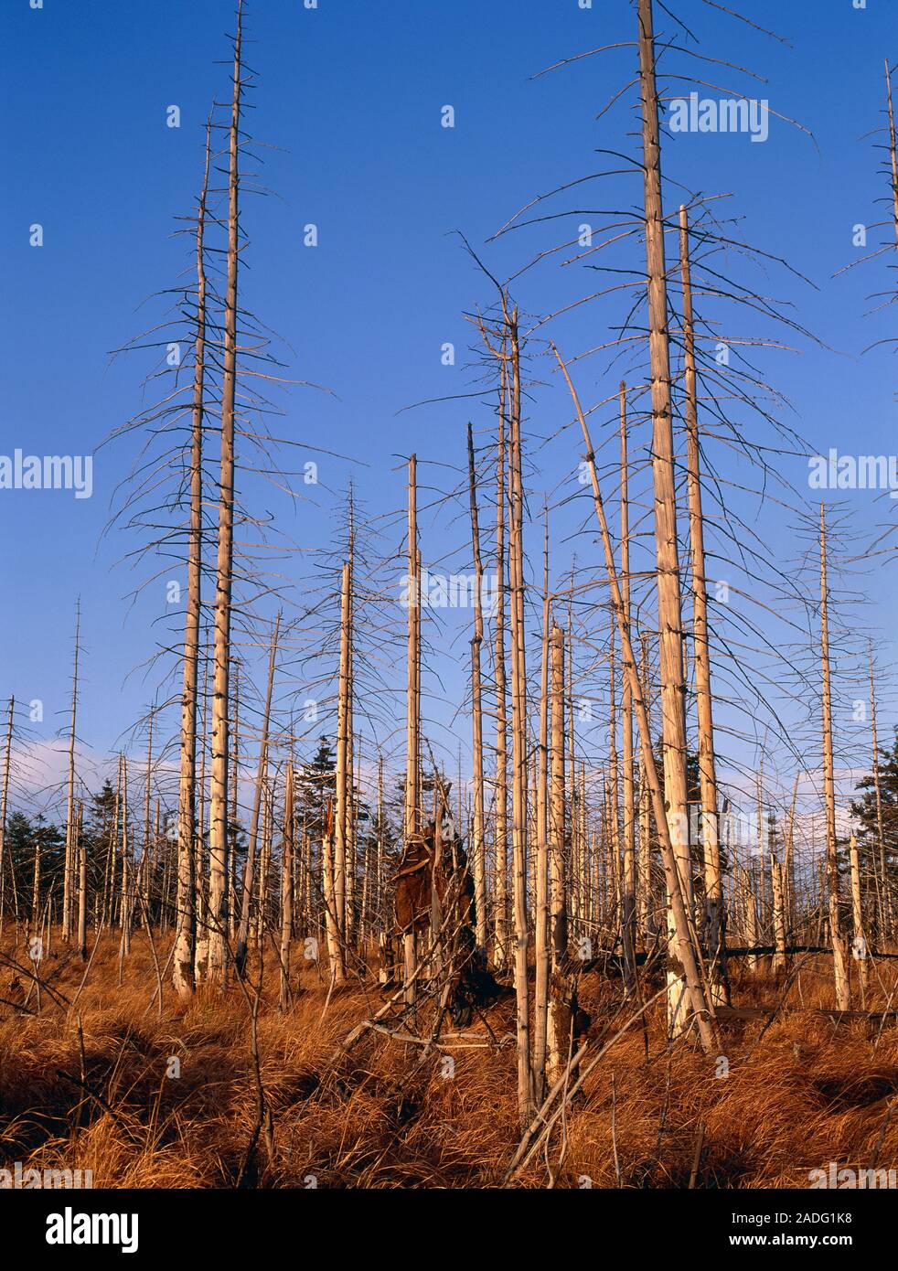 Forest destruction by acid rain. View of woodland devastated by the ...