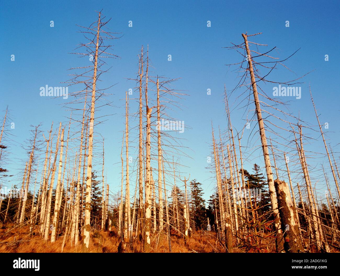 Forest destruction by acid rain. View of woodland devastated by the ...