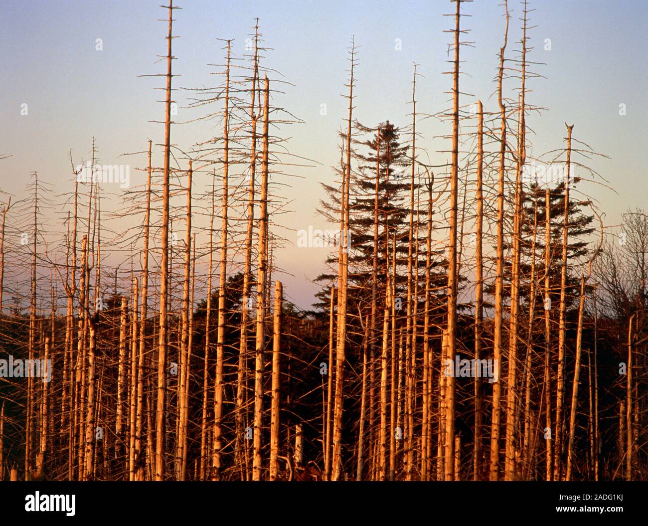 Forest destruction by acid rain. View of woodland devastated by the ...