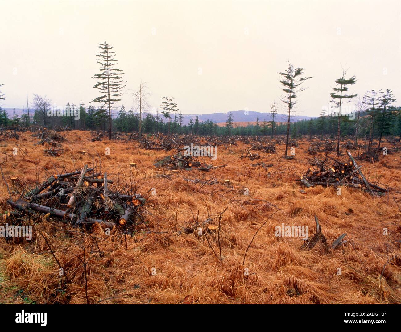 Forest destruction by acid rain. View of woodland devastated by the ...