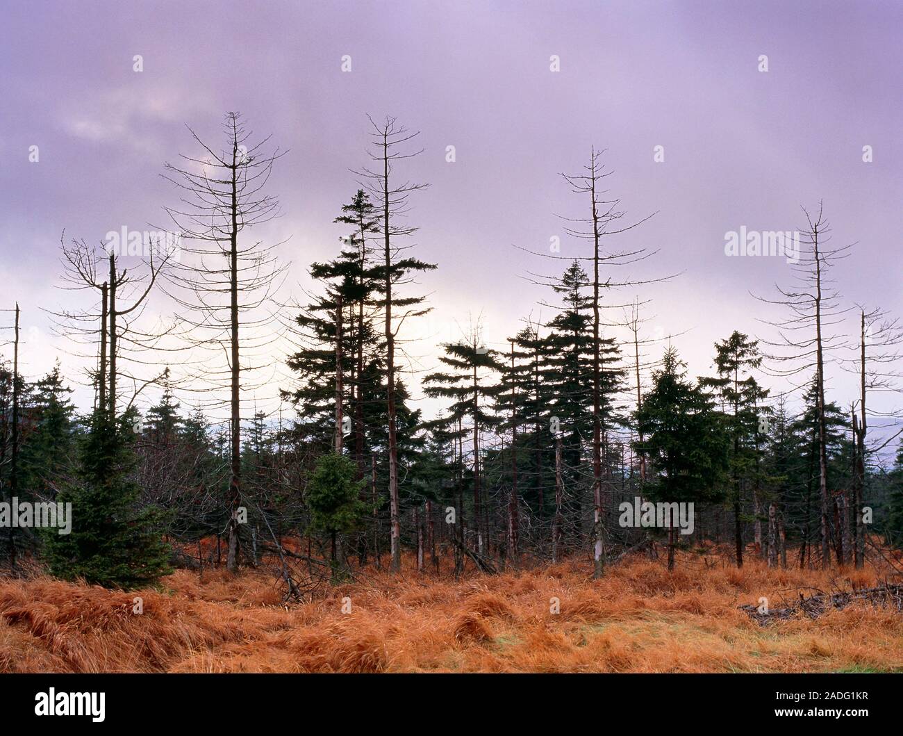 Forest destruction by acid rain. View of woodland devastated by the ...