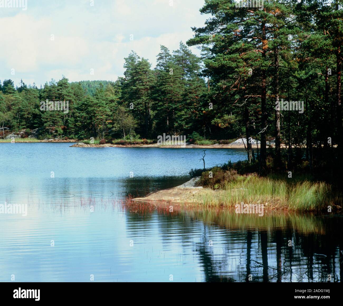 Pollution by acid rain. View of Lake Gardsjon, Sweden. Despite the ...