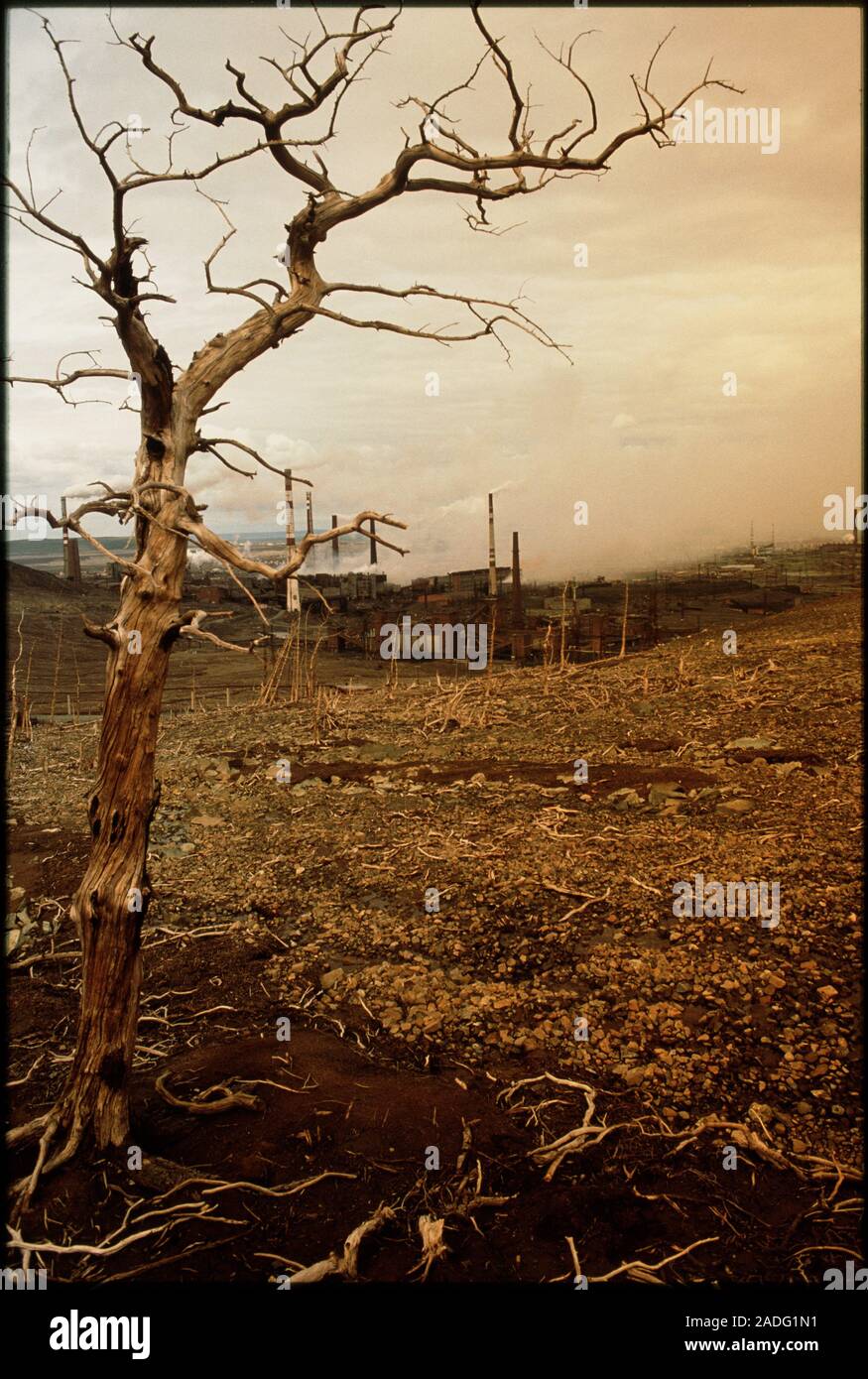 Acid rain damage to trees. Dead trees in a once- thriving taiga forest ...