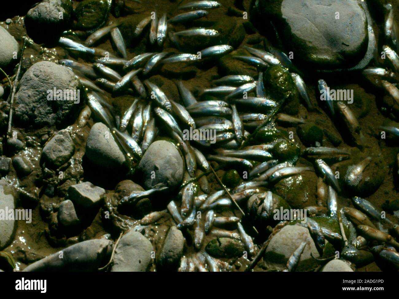 Dead fish in polluted river. Dead fish washed up among rocks at the ...