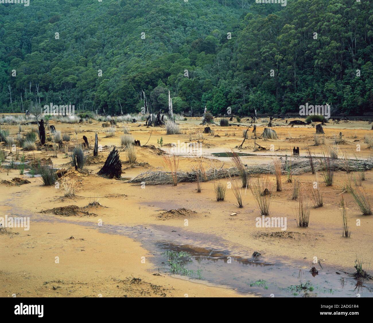 River pollution. Deforestation caused by polluted sediment and water of ...