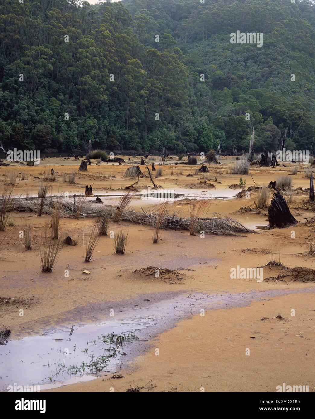 River pollution. Deforestation caused by polluted sediment and water of ...
