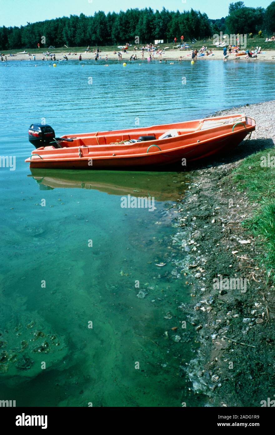 Algal bloom. View of the water of a recreational lake showing ...