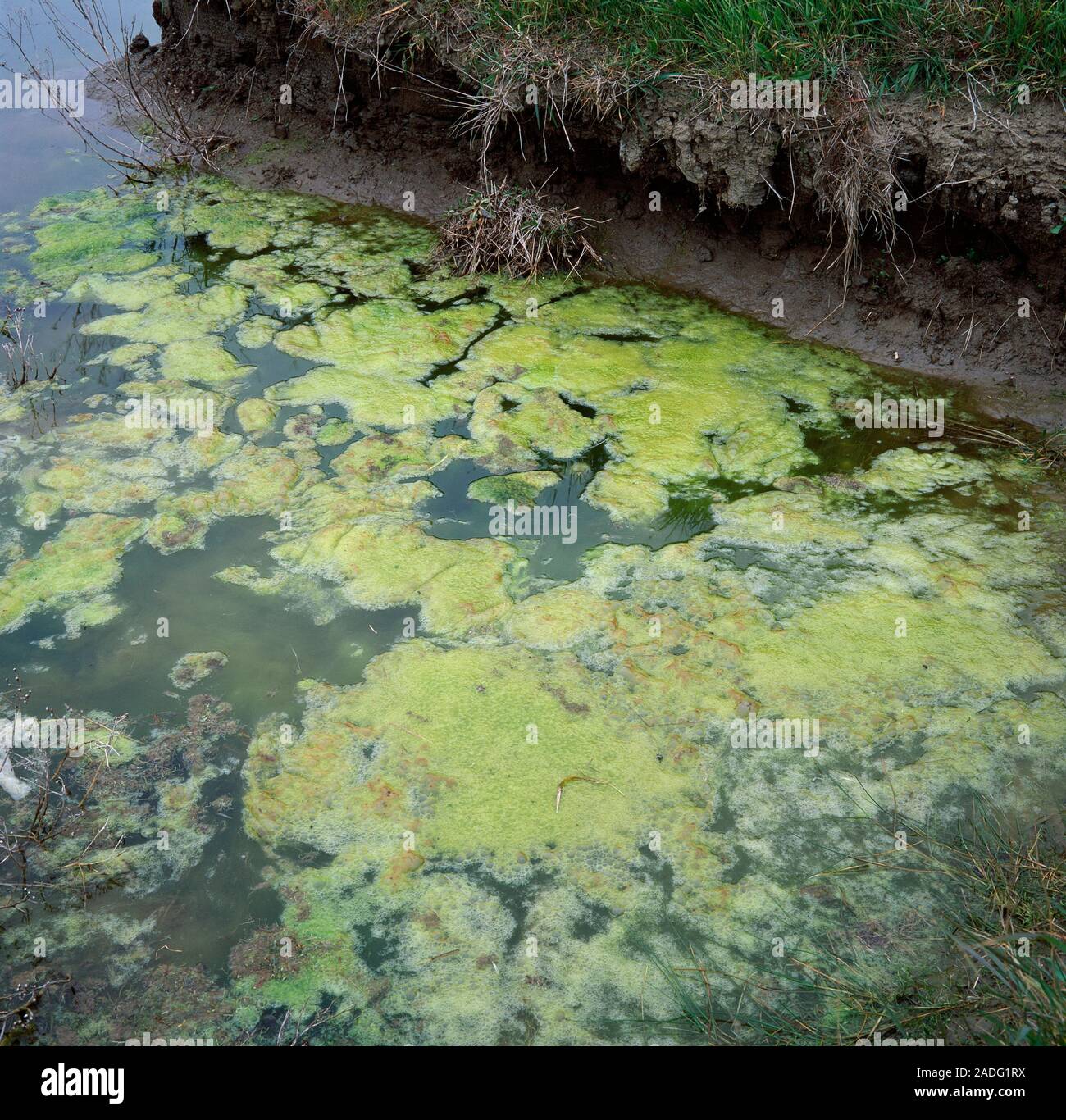 Water pollution. Algal bloom in water due to water pollution with ...