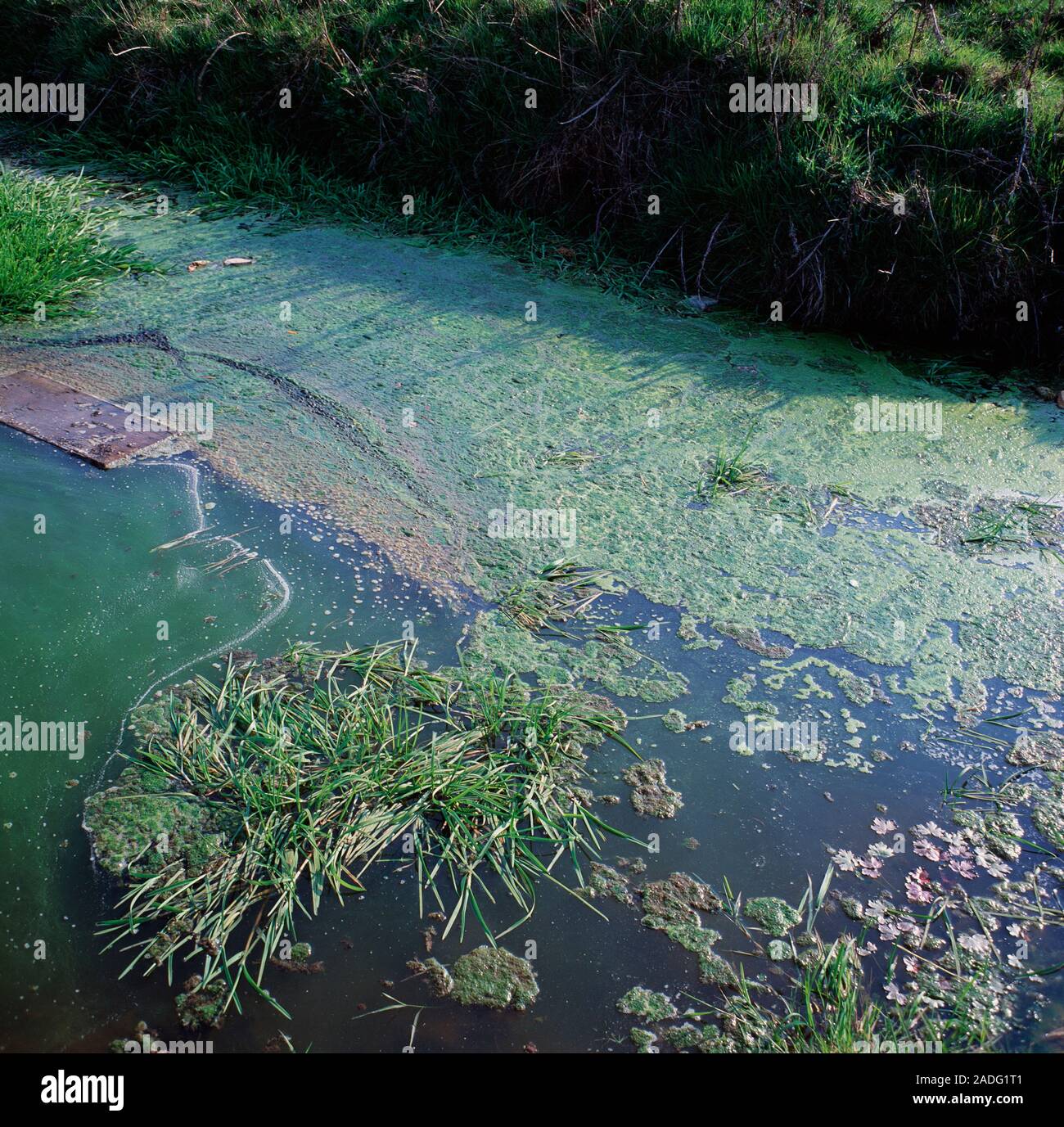 Water pollution. Algal bloom in water due to water pollution with ...