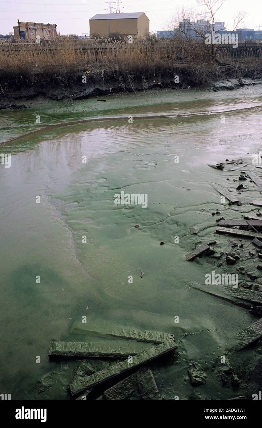 Water pollution. Algal bloom in water due to pollution with excess ...