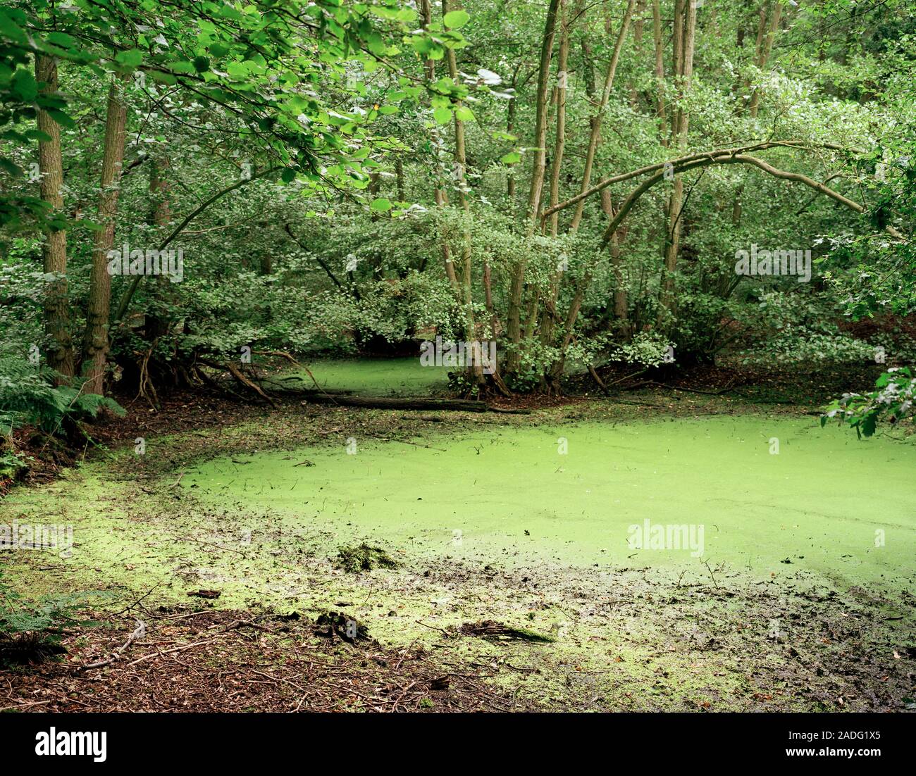 Algal bloom in a woodland pond likely to be caused by blue-green algae ...