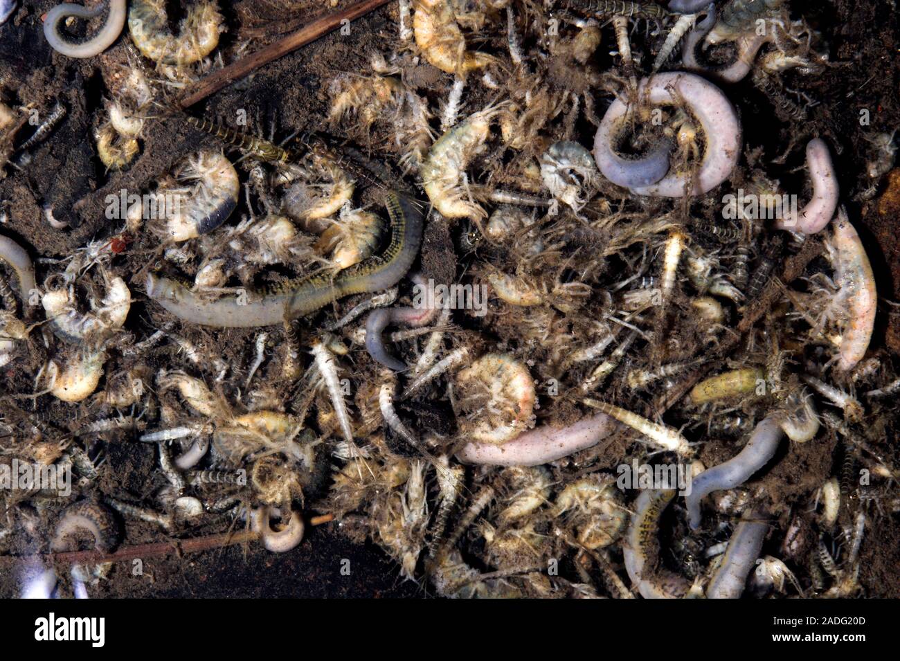 Dead invertebrates killed by water pollution in a river. Photographed ...