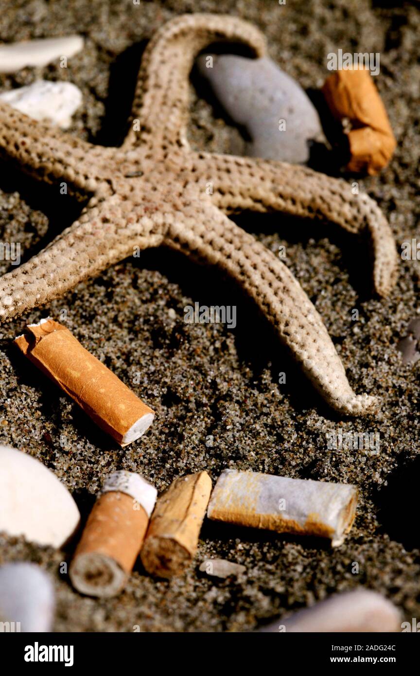Beach pollution. Cigarette butts and a dead starfish on a beach Stock ...