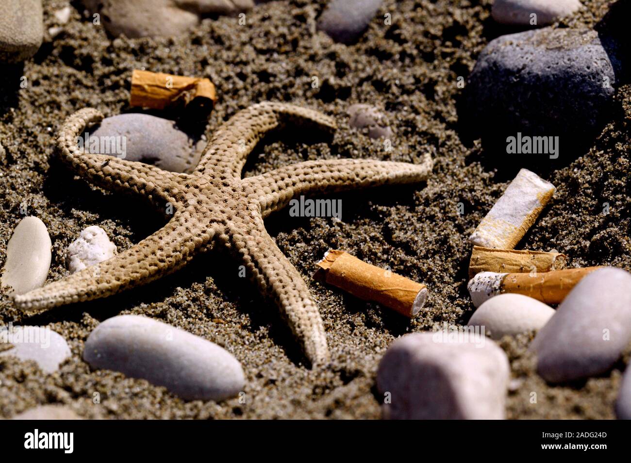 Beach pollution. Cigarette butts and a dead starfish on a beach Stock ...
