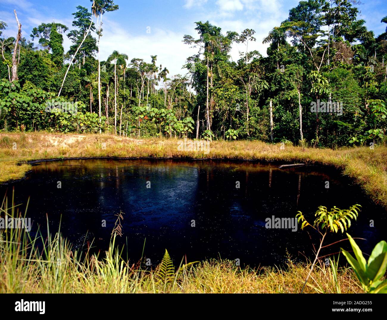 Pool of crude oil beside a Cepe-Texaco oil well in the Amazonian ...
