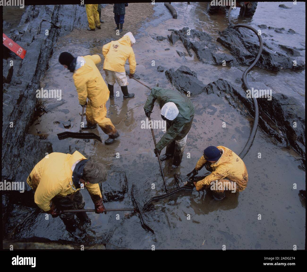 Oil pollution clean-up. Workers clean an oil-polluted beach and rock ...