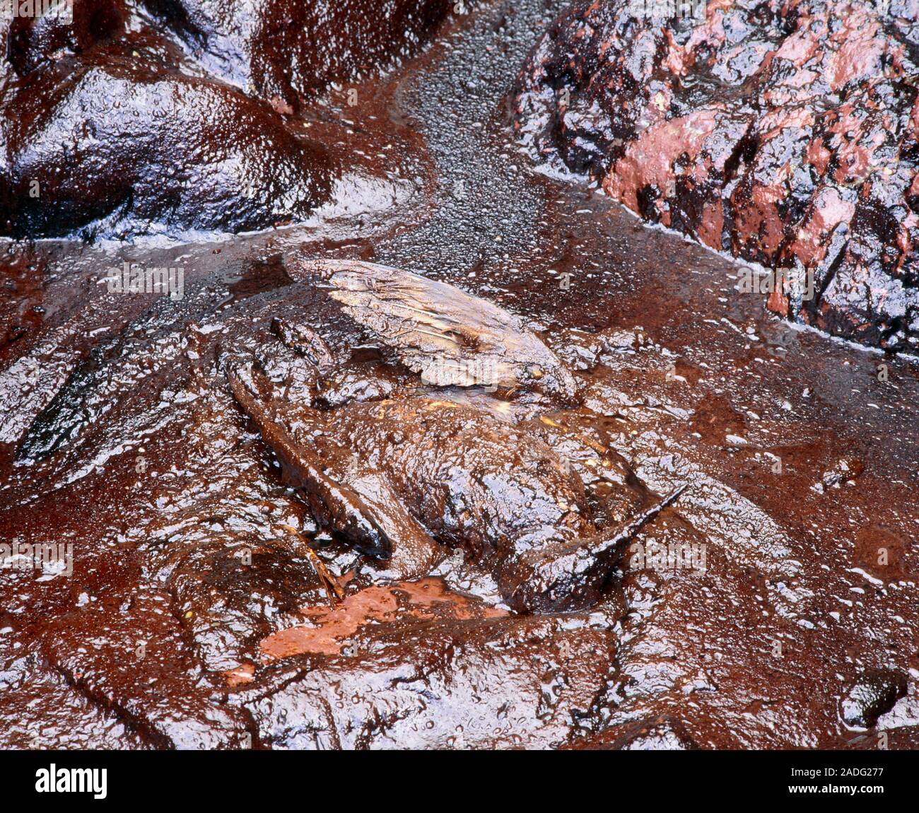 Oiled bird. Dead, oiled bird lying in a pool of oil. The brown colour ...