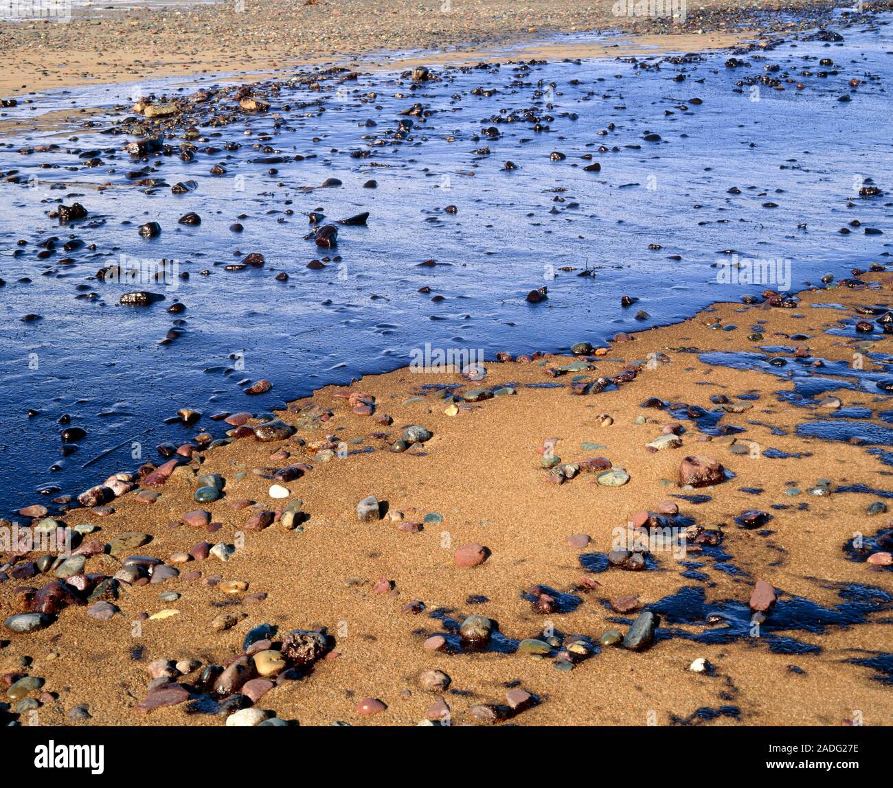 Oil pollution. Oil covering a sandy beach. Oil slicks particularly ...