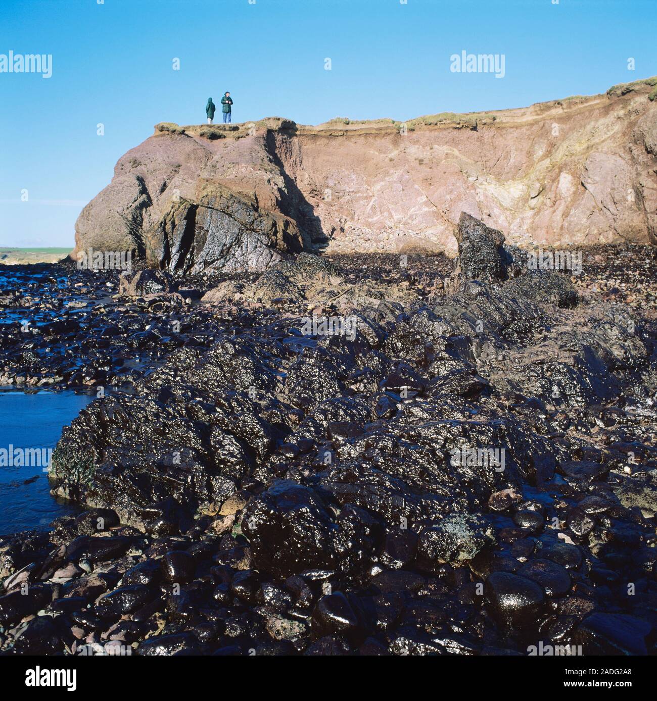 Oil pollution. Oil covered seashore after the Sea Empress disaster. The ...