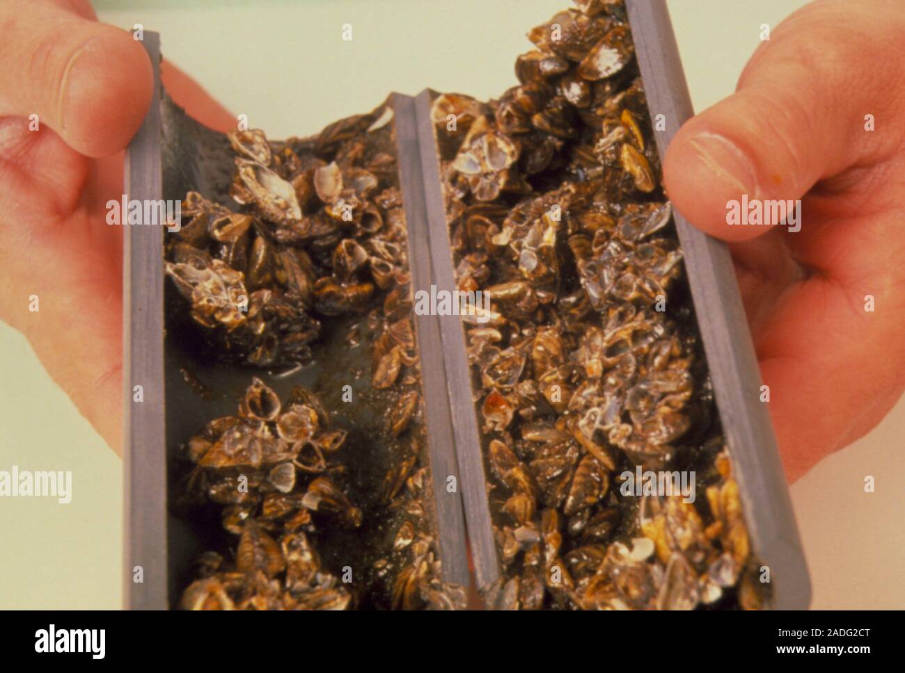 Zebra mussel pollution. Sectioned water pipe is opened to reveal its ...