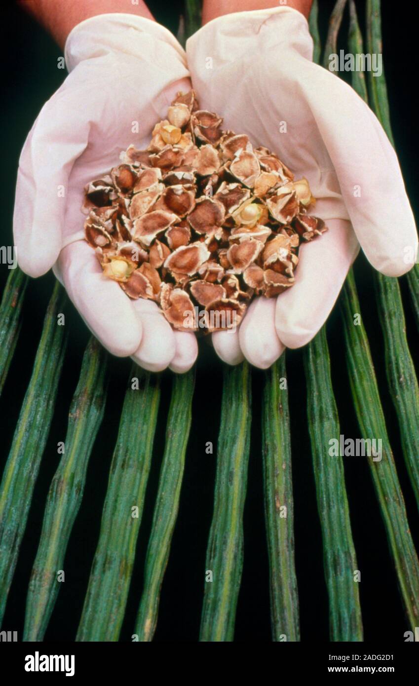 Seeds for pollution clean-up. The gloved hands of a researcher hold ...