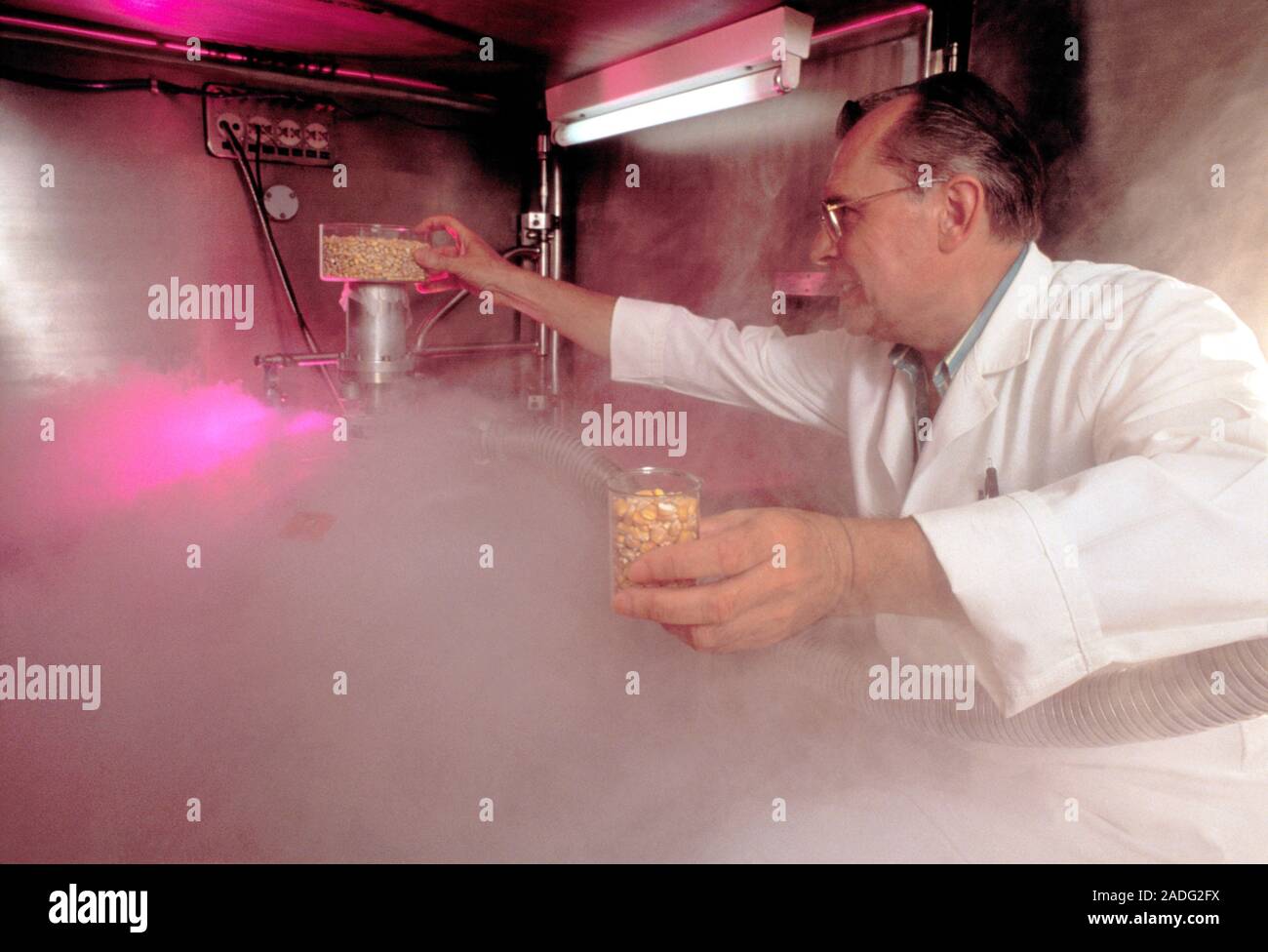 Testing corn for radioactivity. Scientist testing a beaker of corn (Zea ...
