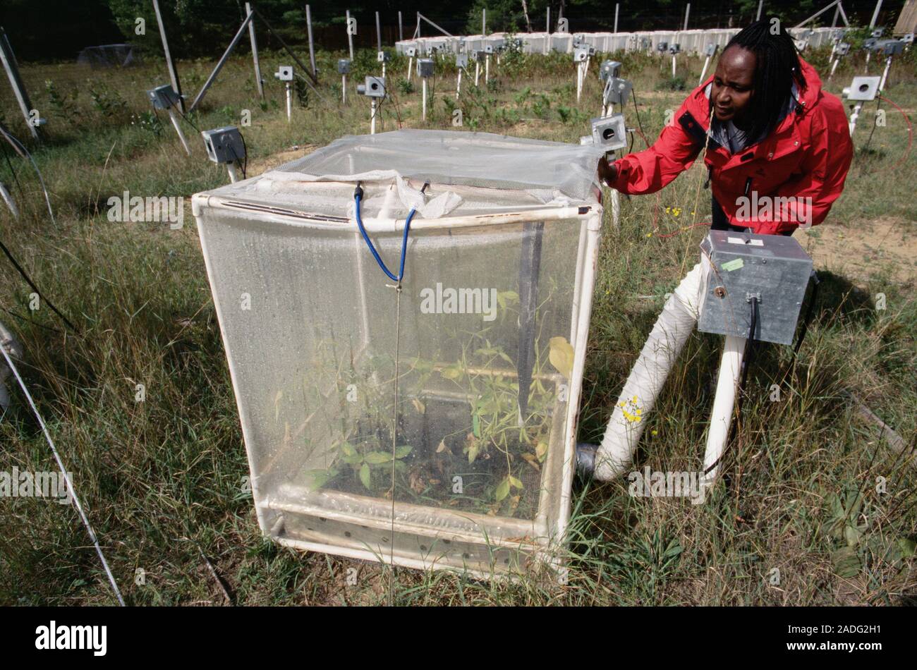 Air pollution experiment. Plant enclosure being checked during an ...