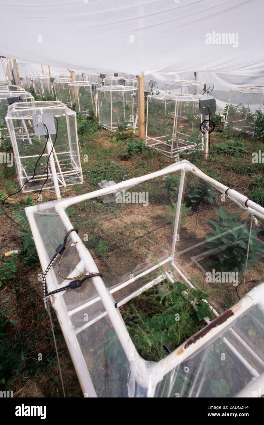 Air pollution experiment. Plant enclosures during an experiment into ...