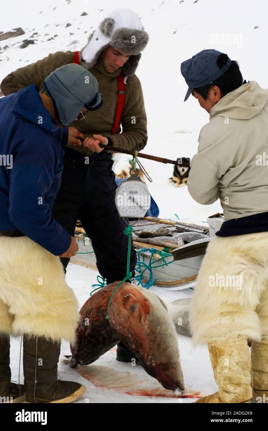 Pollution monitoring. Scientists weighing a dead ringed seal. The seal ...