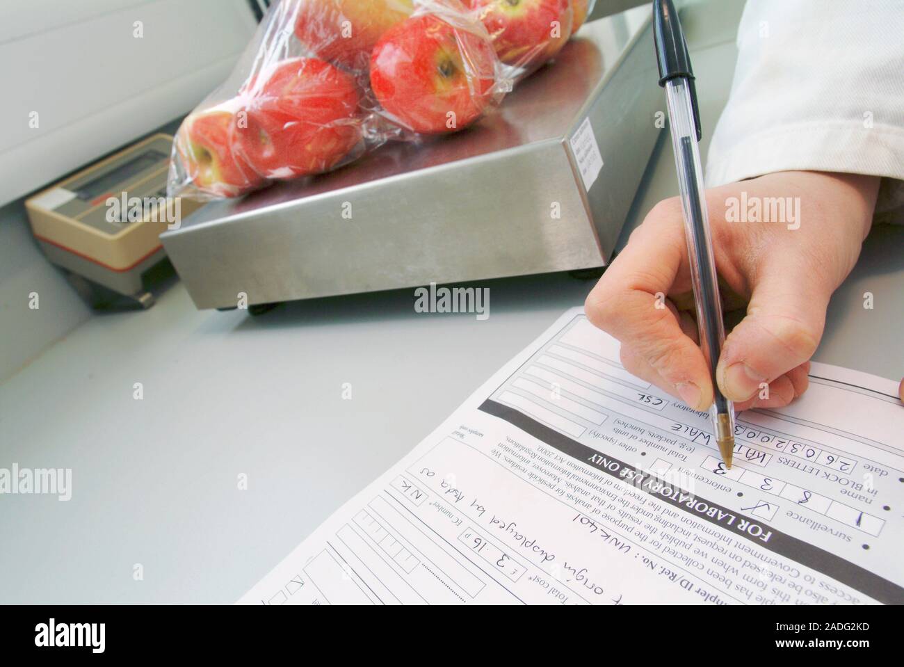 Food testing. Scientist filling out a form at a laboratory where ...