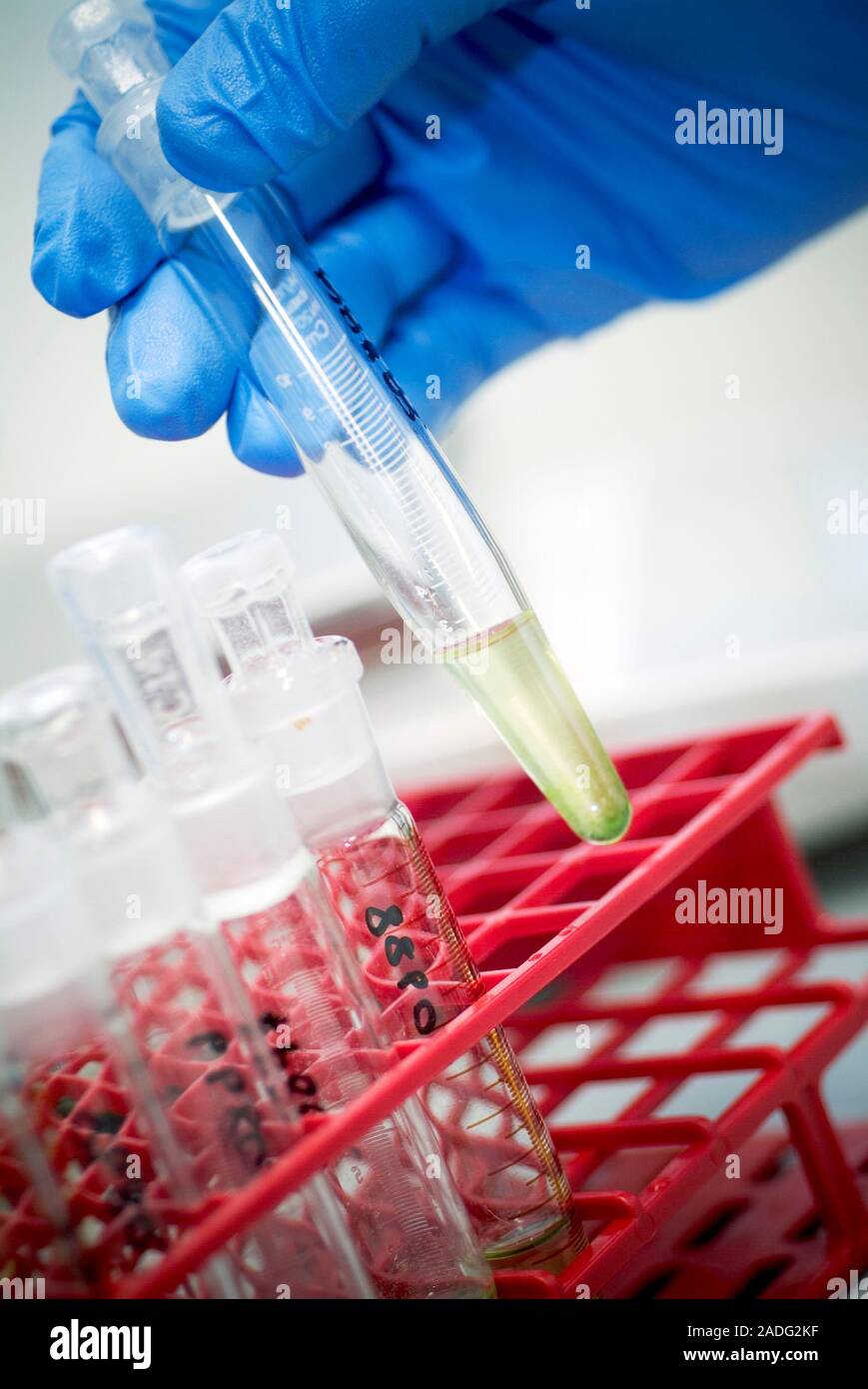 Pesticide residue analysis. Scientist holding a graduated test tube ...