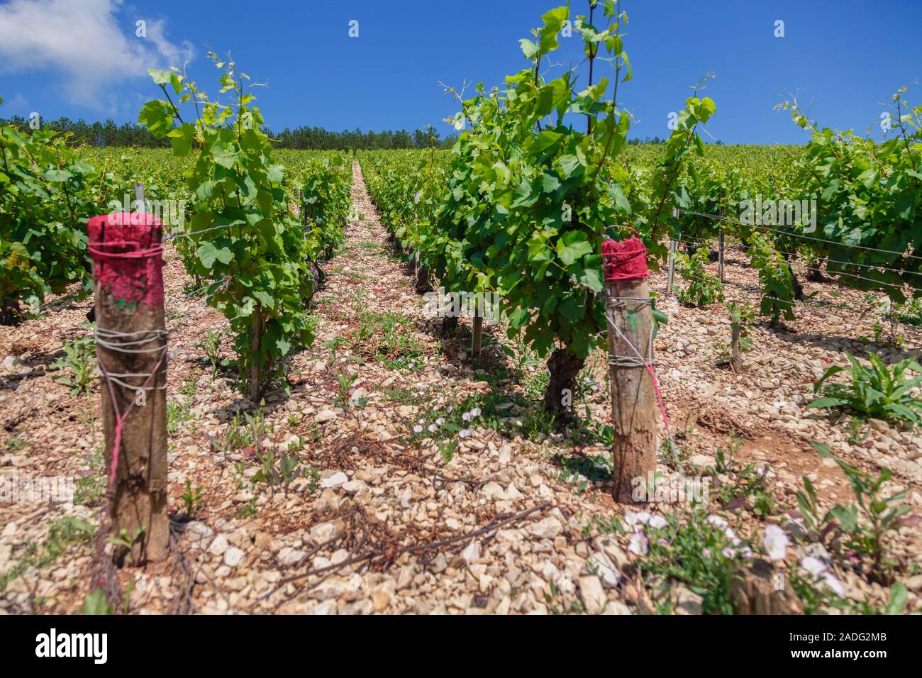 Closeup panoramic shot rows summer vineyard scenic landscape, hills, plantation, beautiful wine ...