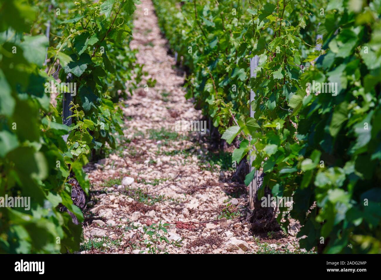 Closeup panoramic shot rows summer vineyard scenic landscape, hills, plantation, beautiful wine ...